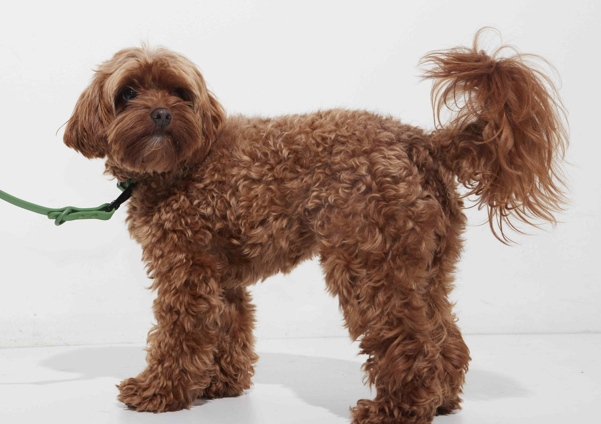 Ravi Thompson How to Choose the Best Colour for Your Dog | Yonder Dog Take Your Pup’s Style to ...